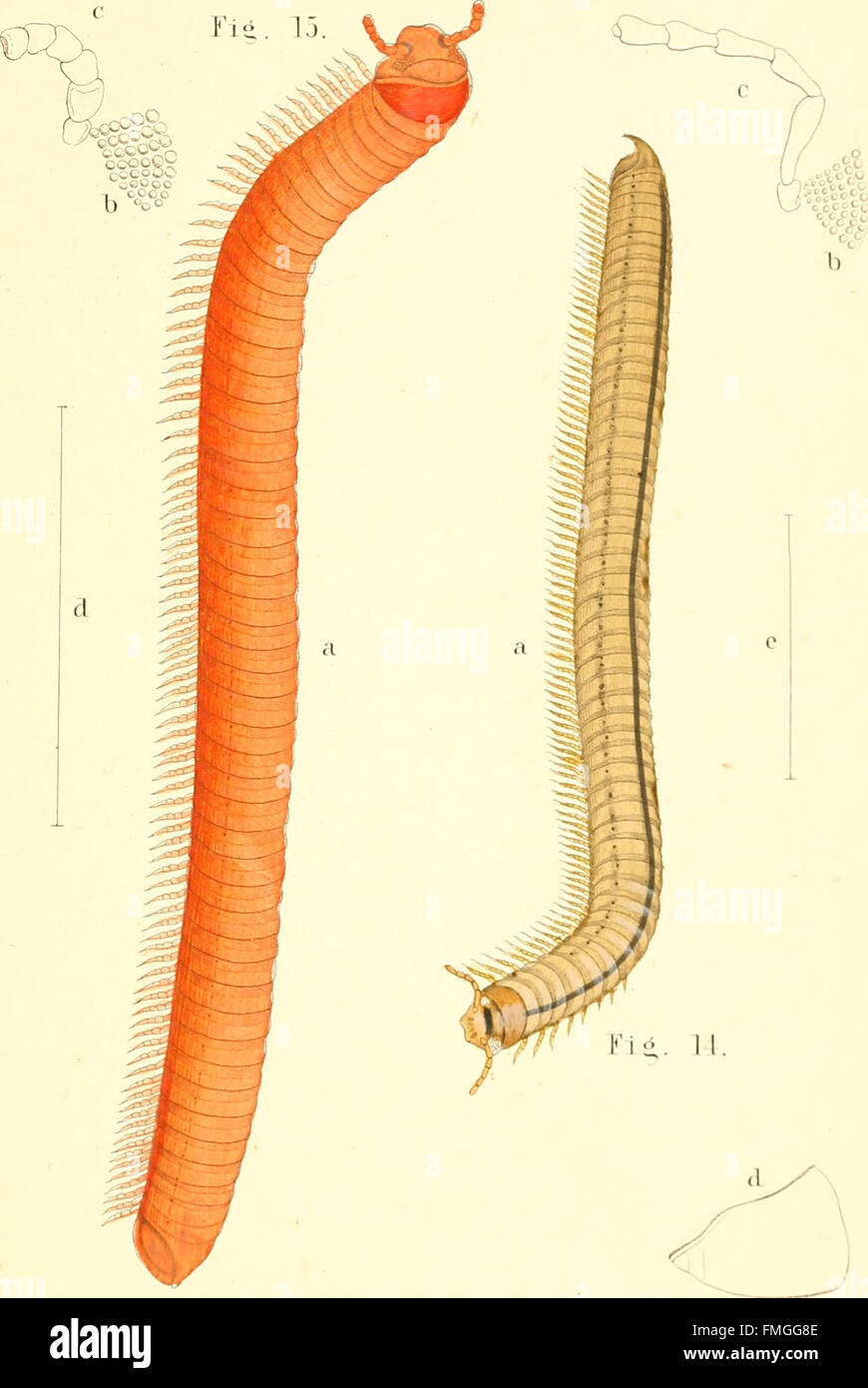Published in 1863, 'Die Myriapoden' provides accurate depictions and ...