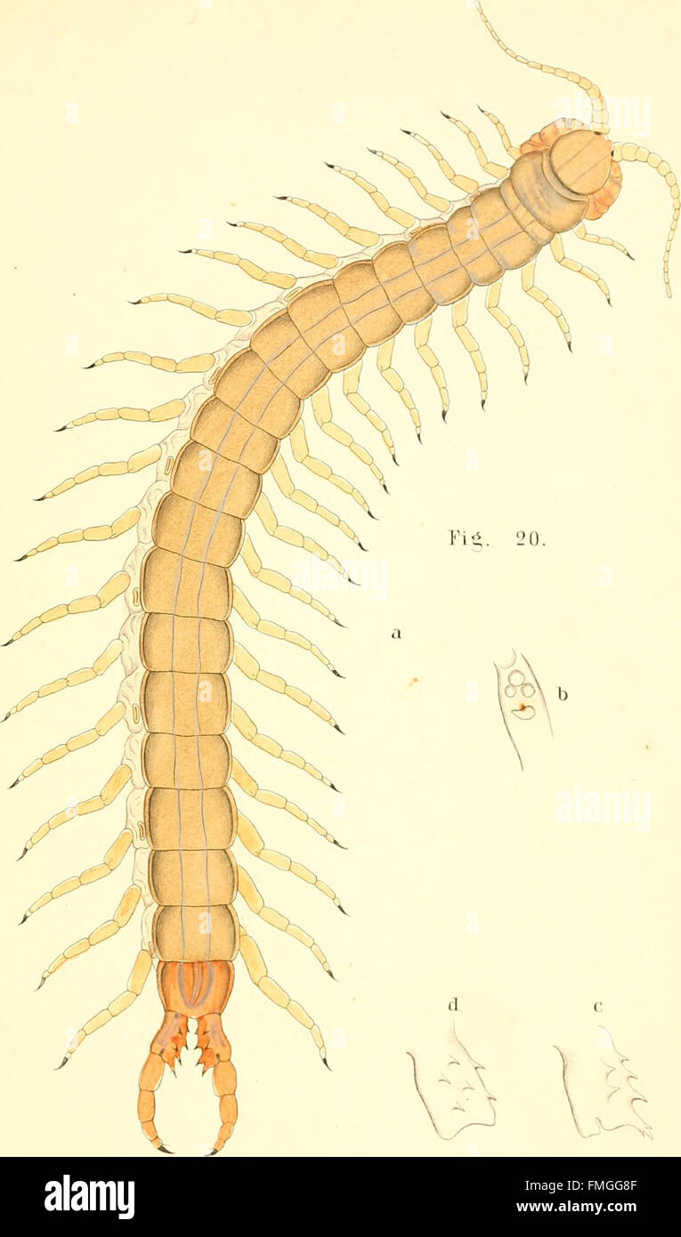 'Die Myriapoden' (1863) presents an accurate depiction of millipedes ...