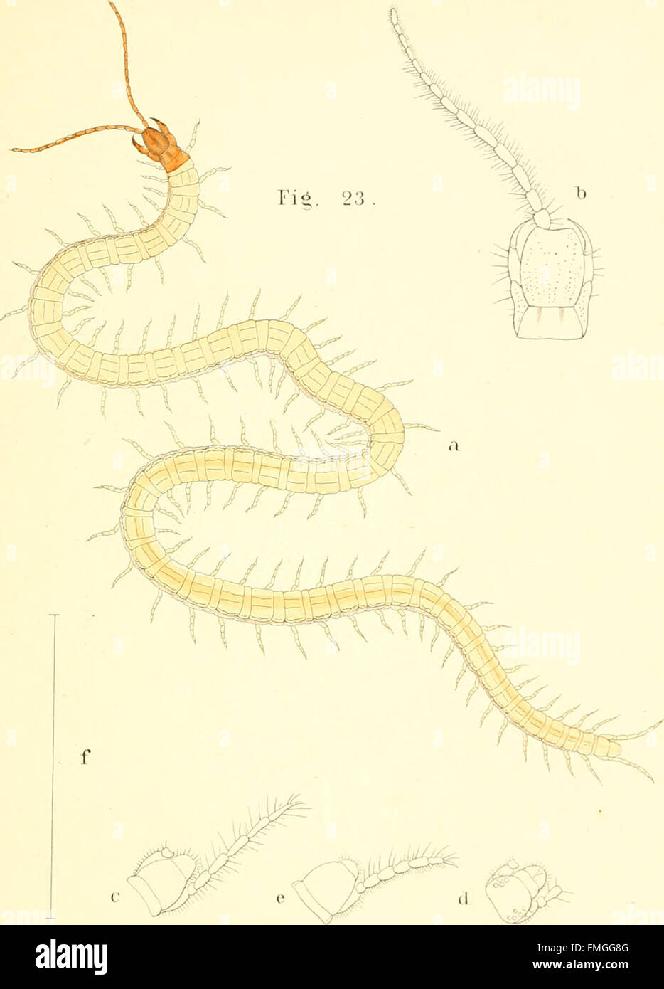 'Die Myriapoden' (1863) provides detailed illustrations and ...