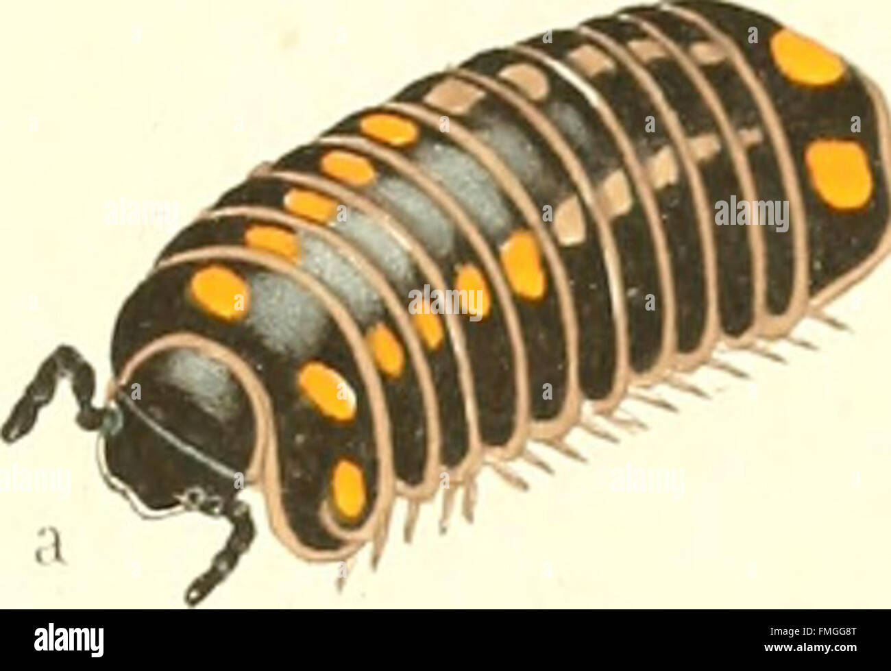 *Die Myriapoden* (1863) presents scientifically accurate illustrations ...