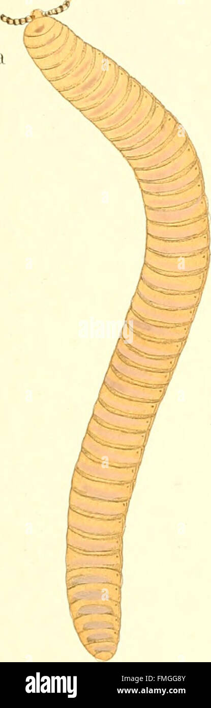 Diversity of centipede morphology hi-res stock photography and images ...