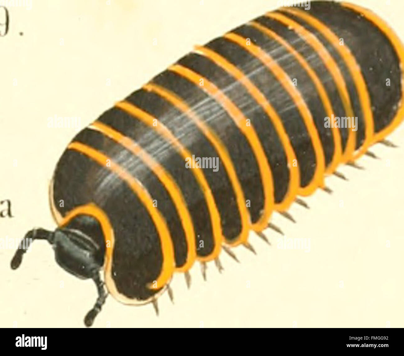 This work provides a detailed and accurate representation of myriapods ...