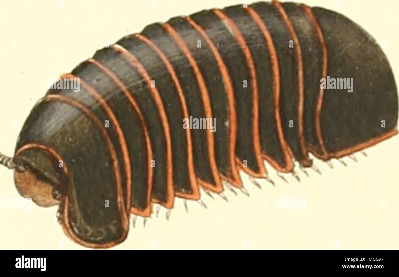 'Die Myriapoden' (The Myriapods) (1863) features detailed illustrations ...