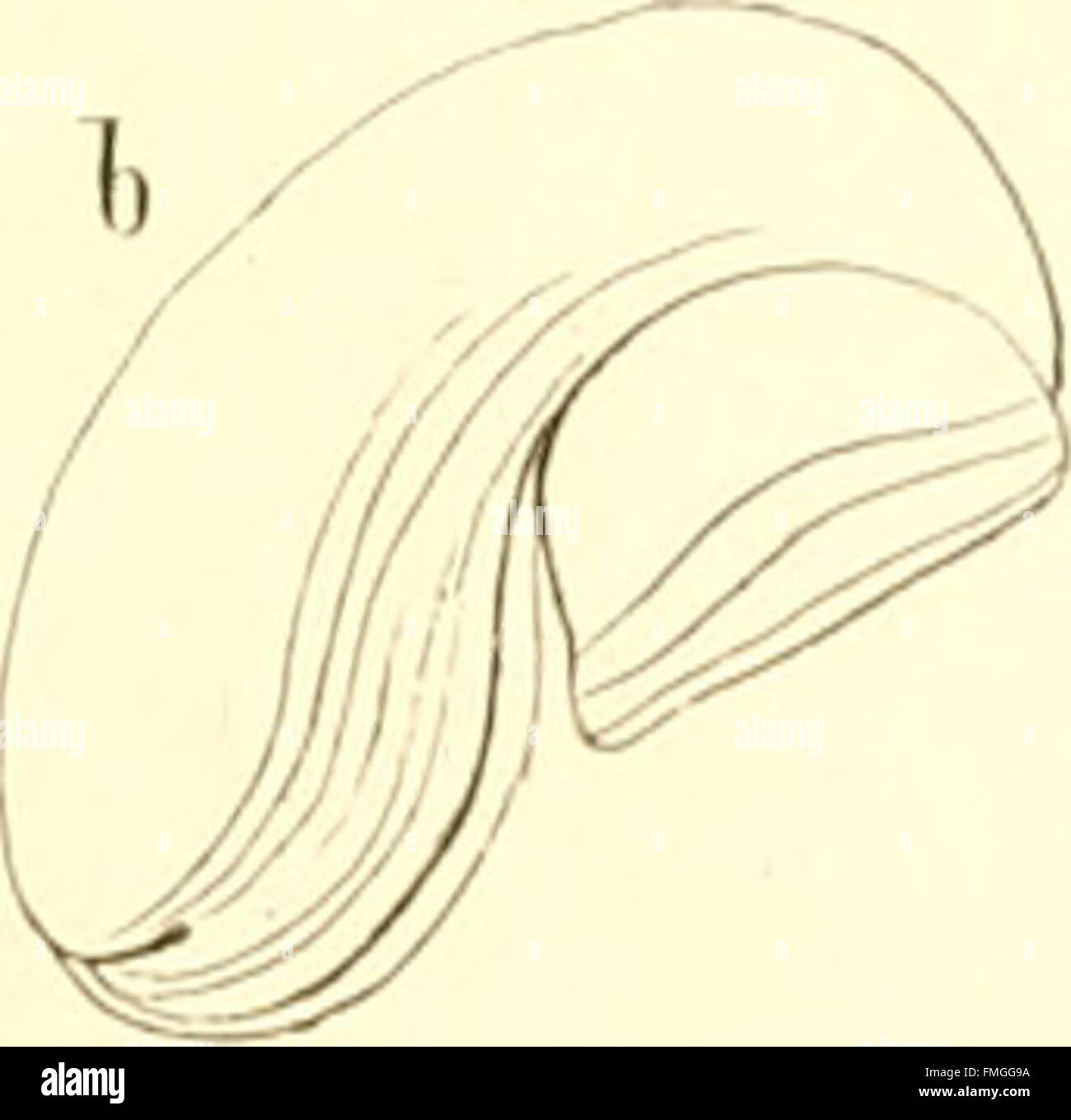 *Die Myriapoden* (1863) offers a detailed and accurate depiction of the ...
