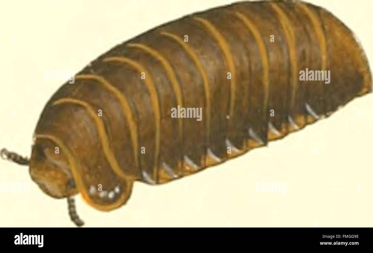 This 1863 work presents a detailed study of myriapods, accurately ...
