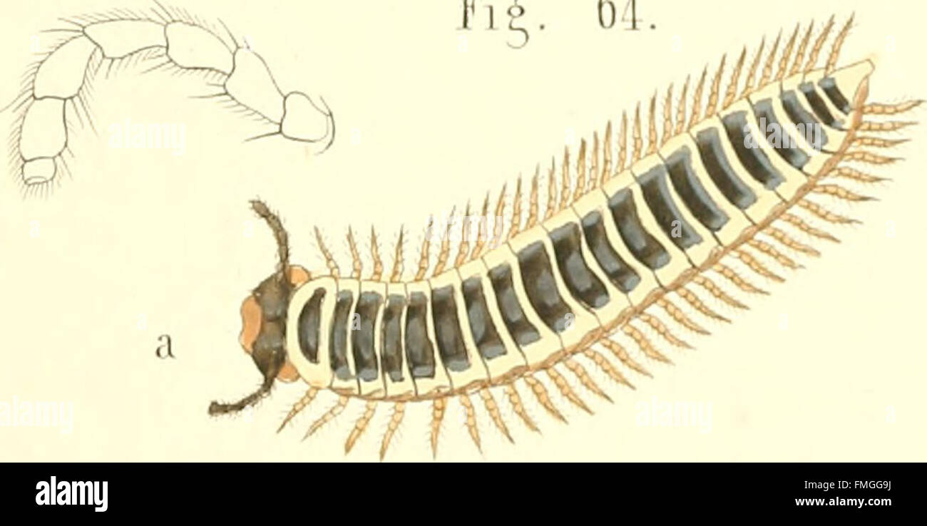 'Die Myriapoden' (The Myriapods) (1863) presents detailed depictions of ...