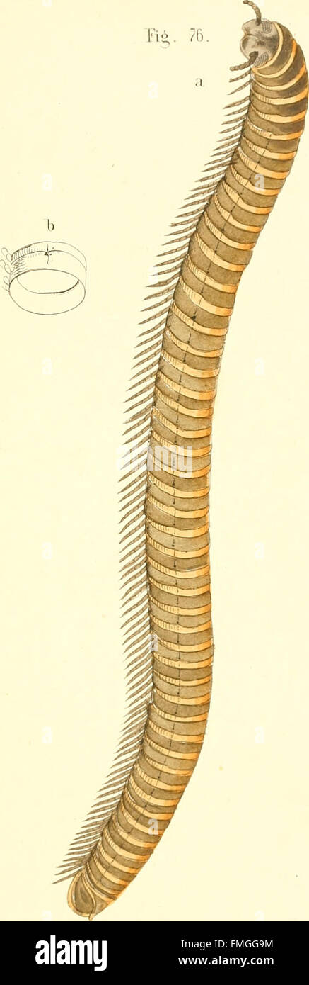 A 1863 work by Carl Ludwig Koch, illustrating and describing various ...