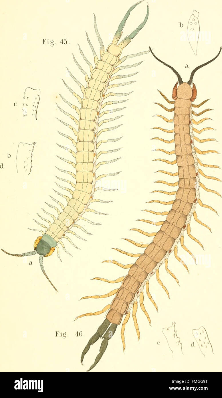 'Die Myriapoden' (1863) provides accurate depictions and descriptions ...