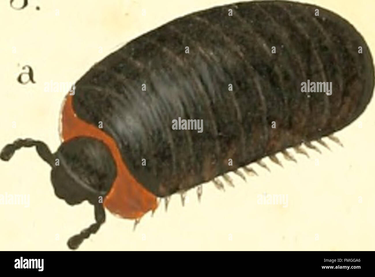 Published in 1863, 'Die Myriapoden' presents detailed depictions and ...