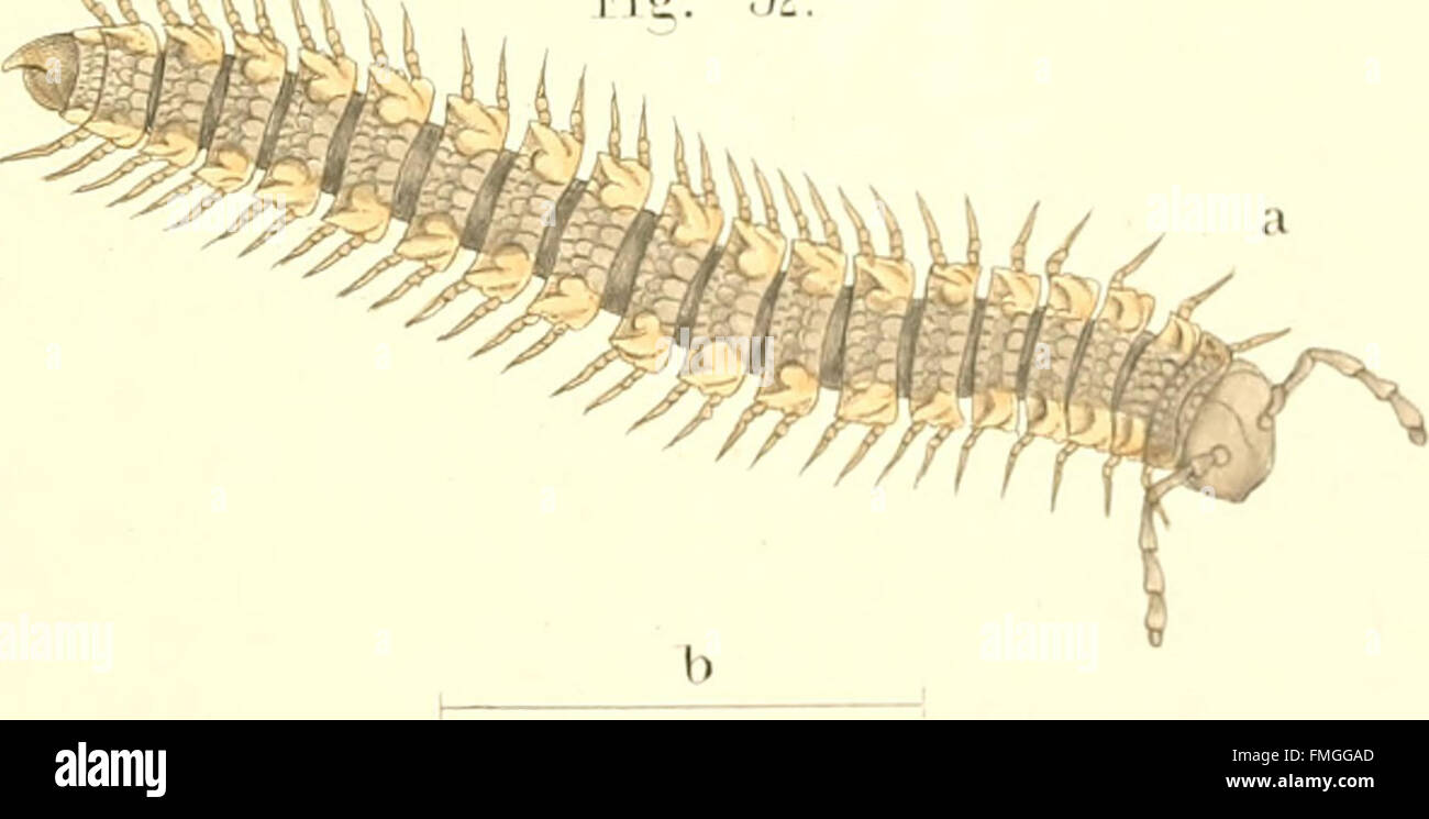 This work from 1863 accurately illustrates and describes various ...