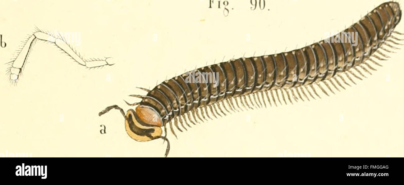 'Die Myriapoden' (1863) is a detailed illustration and description of ...