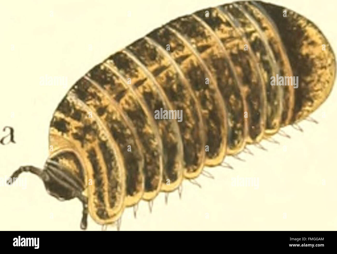 *Die Myriapoden* (1863) presents an extensive study of myriapods ...