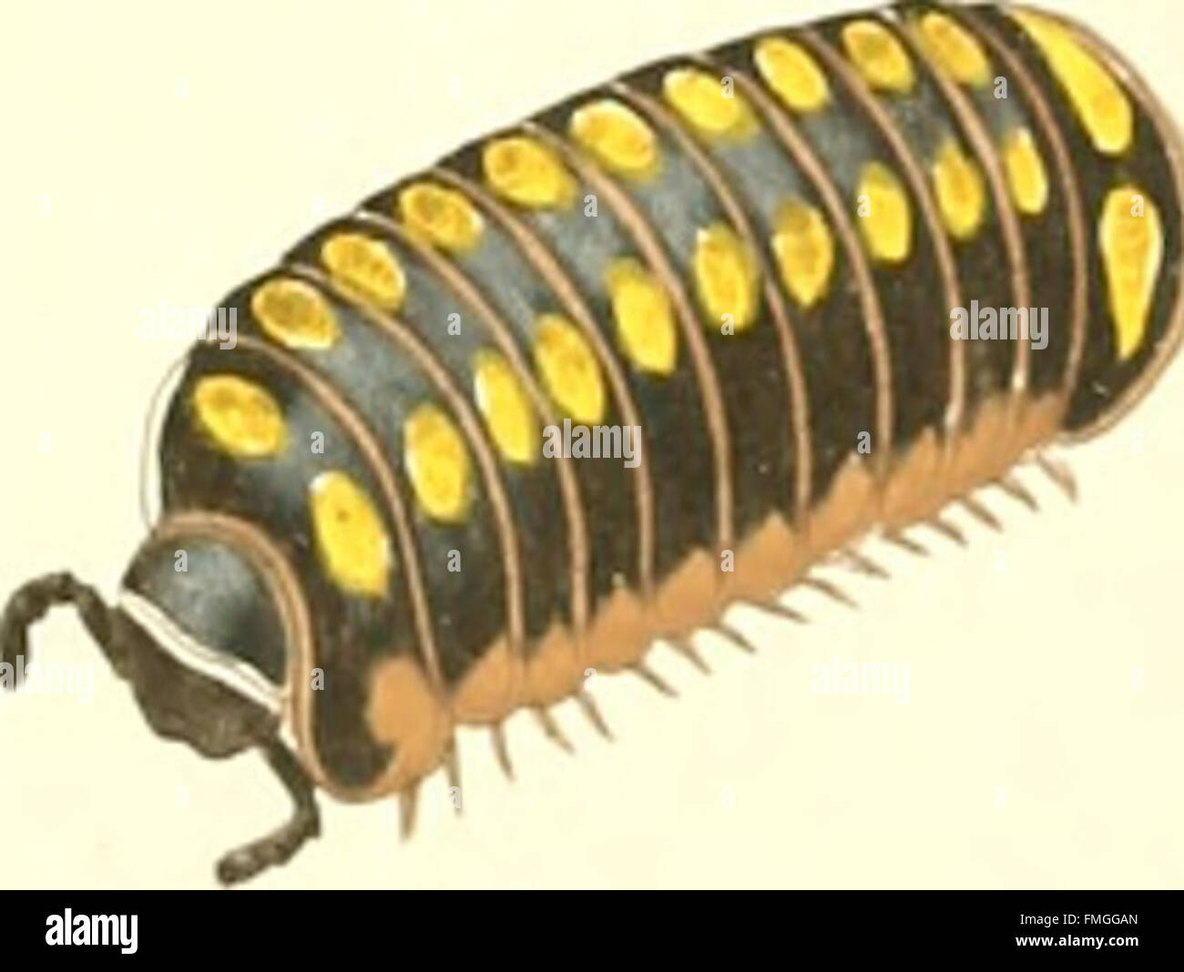 This 1863 work accurately depicts and describes myriapods (centipedes ...