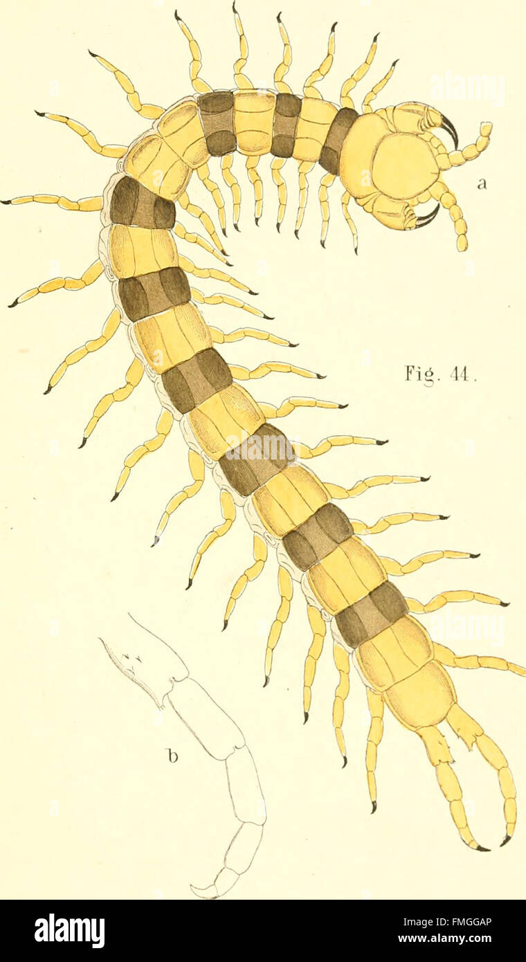 This 1863 work, 'Die Myriapoden,' provides accurate and detailed ...