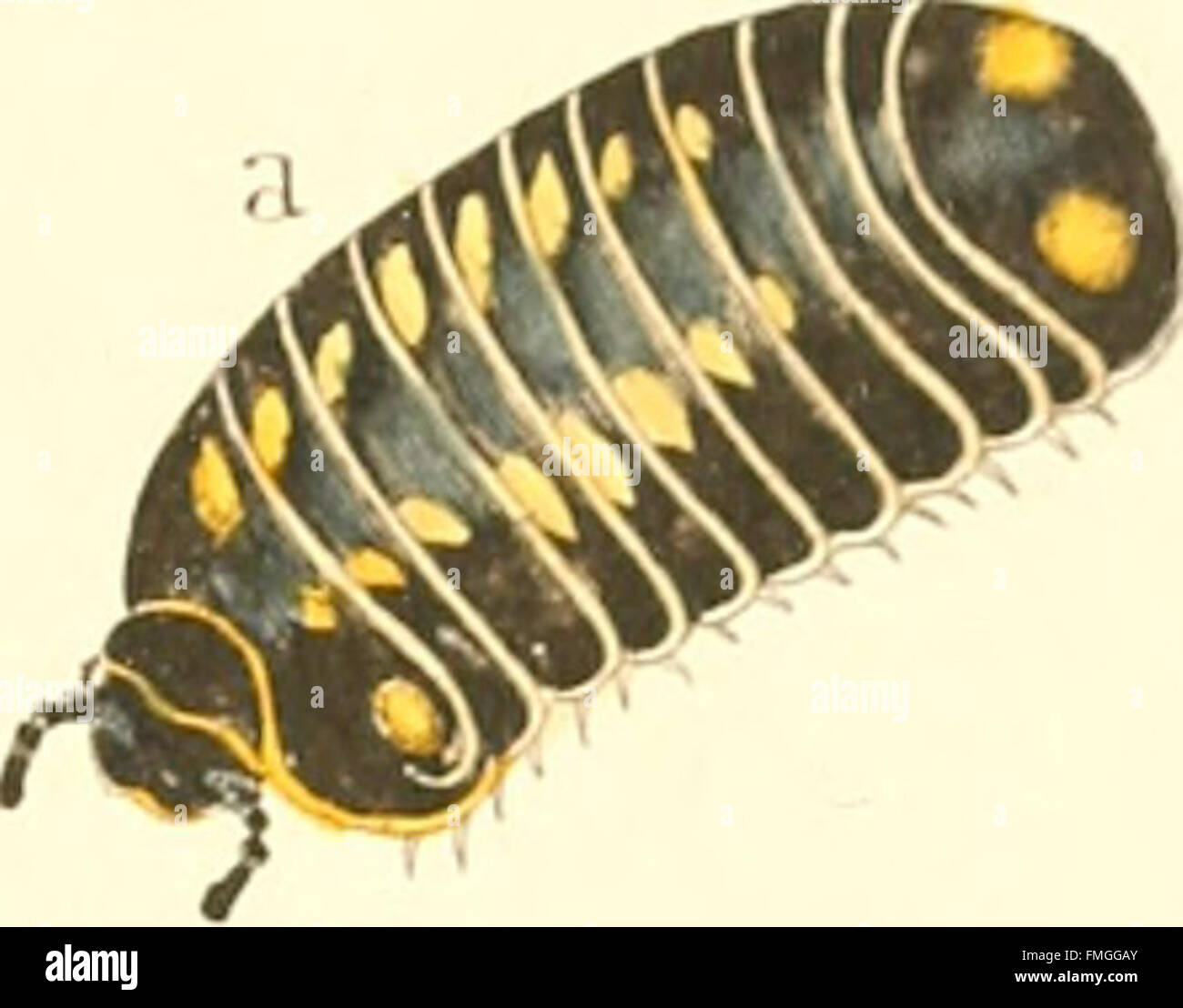 Myriapod anatomy hi-res stock photography and images - Alamy