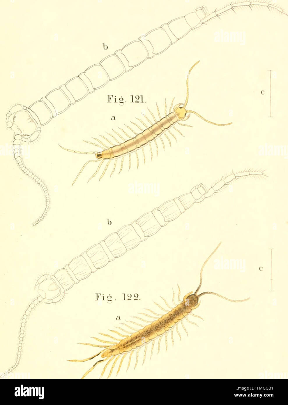 'Die Myriapoden' (1863) offers accurate depictions and descriptions of ...