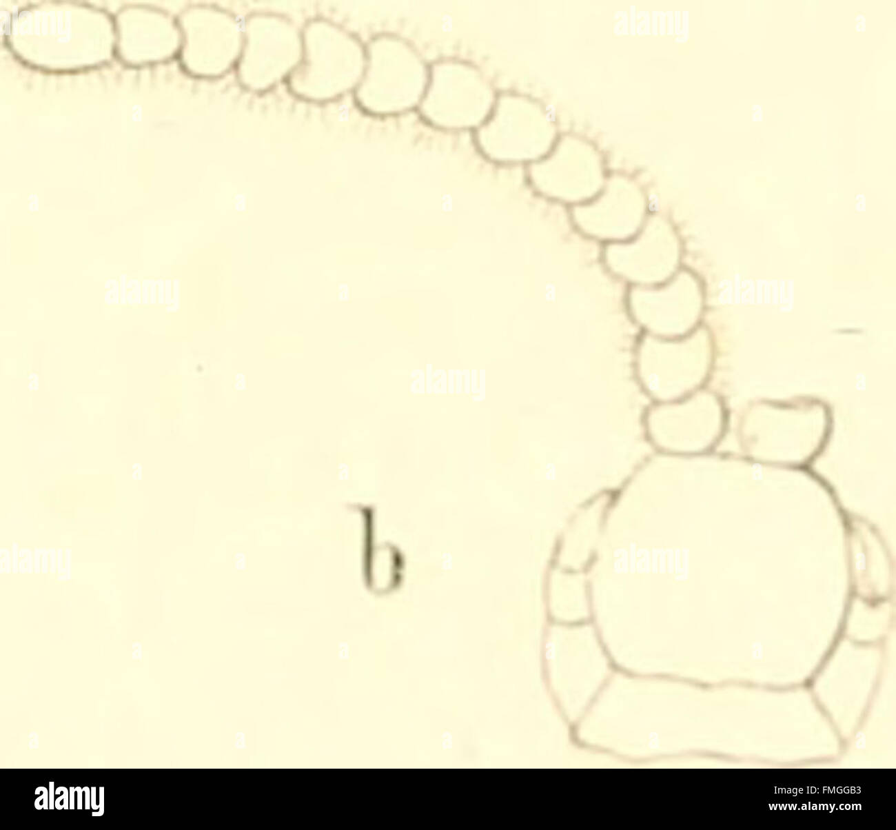 'Die Myriapoden' (1863) presents a detailed description and ...