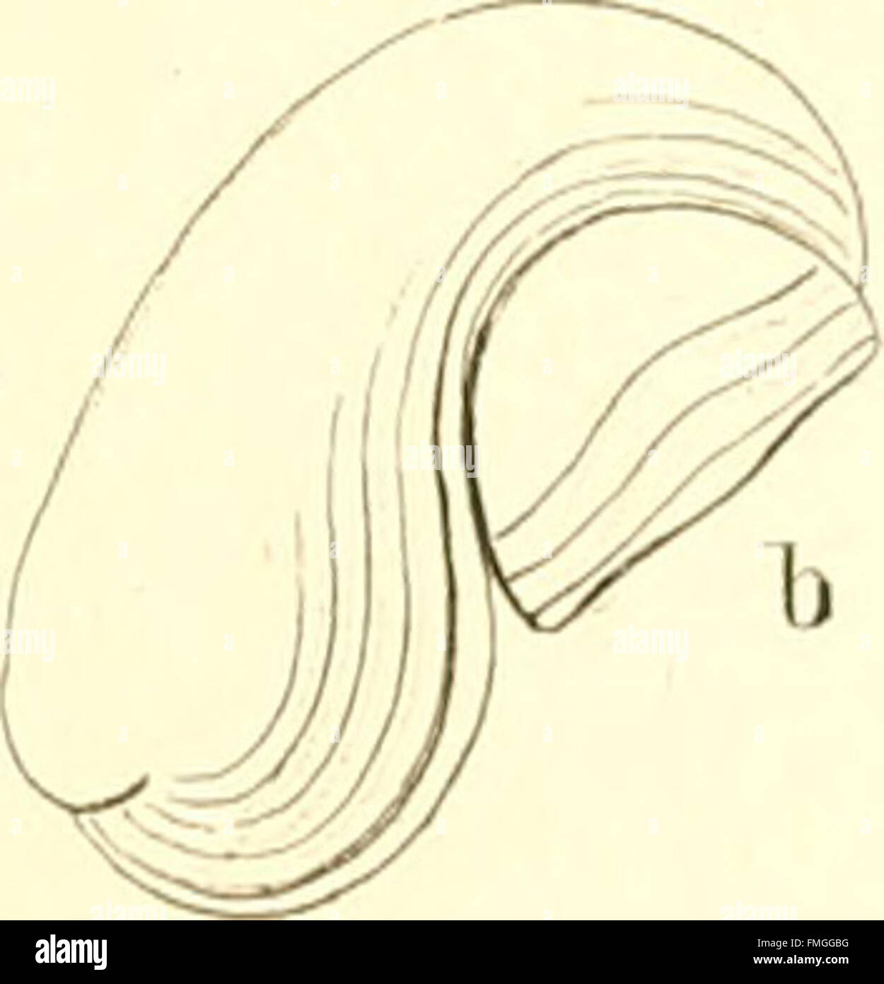 'Die Myriapoden' (1863) offers a detailed study of millipedes and ...