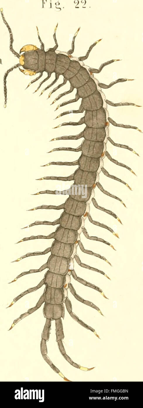 This 1863 work illustrates and describes various species of myriapods ...