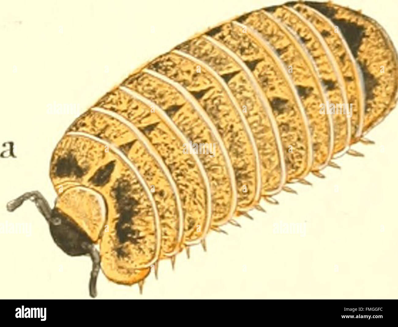 'Die Myriapoden' (1863) provides detailed illustrations and ...