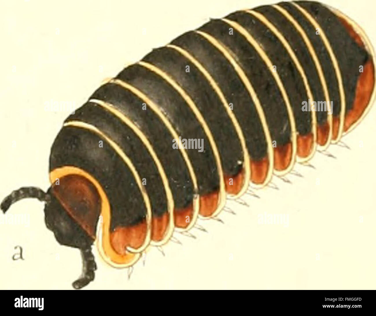 'Die Myriapoden' (1863) features accurate depictions of myriapods ...