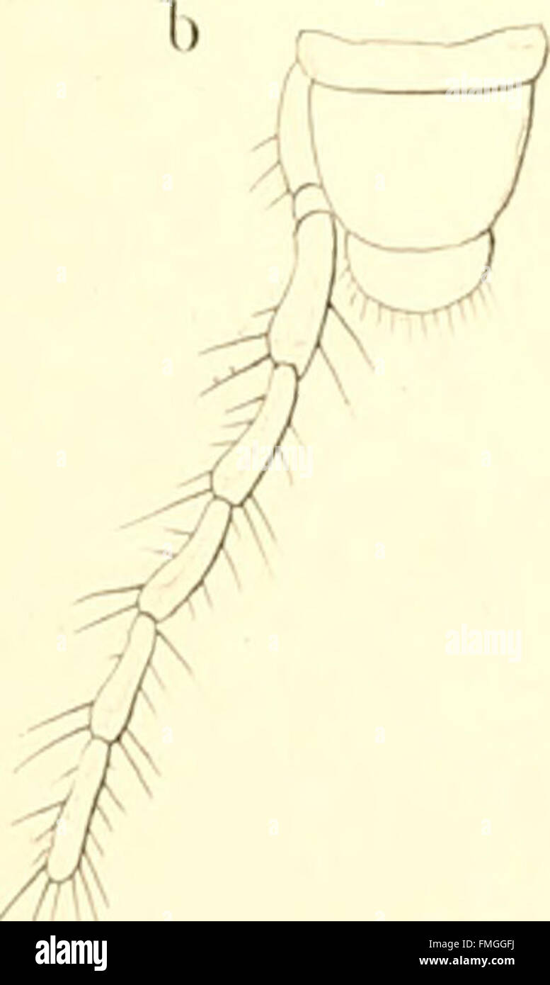 'Die Myriapoden' (1863) presents accurate illustrations and ...