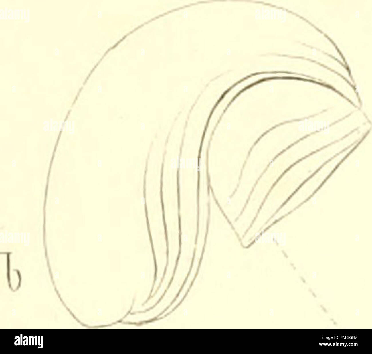 'Die Myriapoden' (1863) provides a detailed study of millipedes and ...