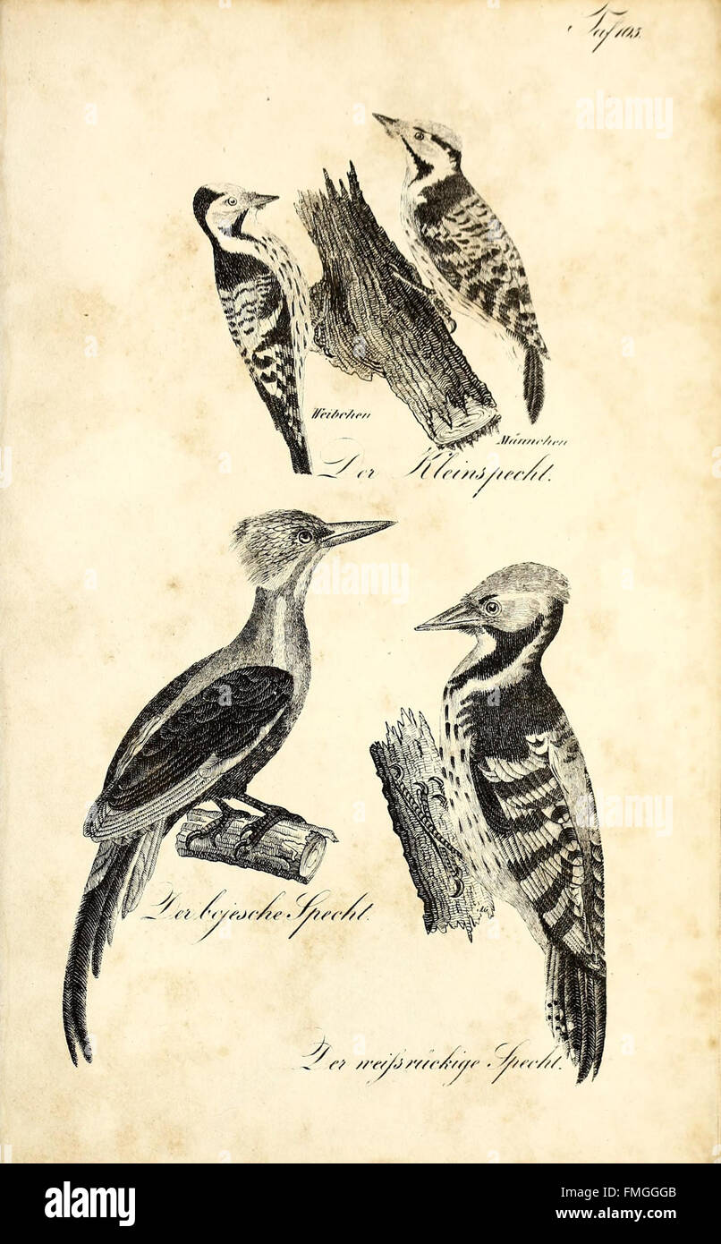 This detailed illustration from 'Die Naturgeschichte' provides an ...