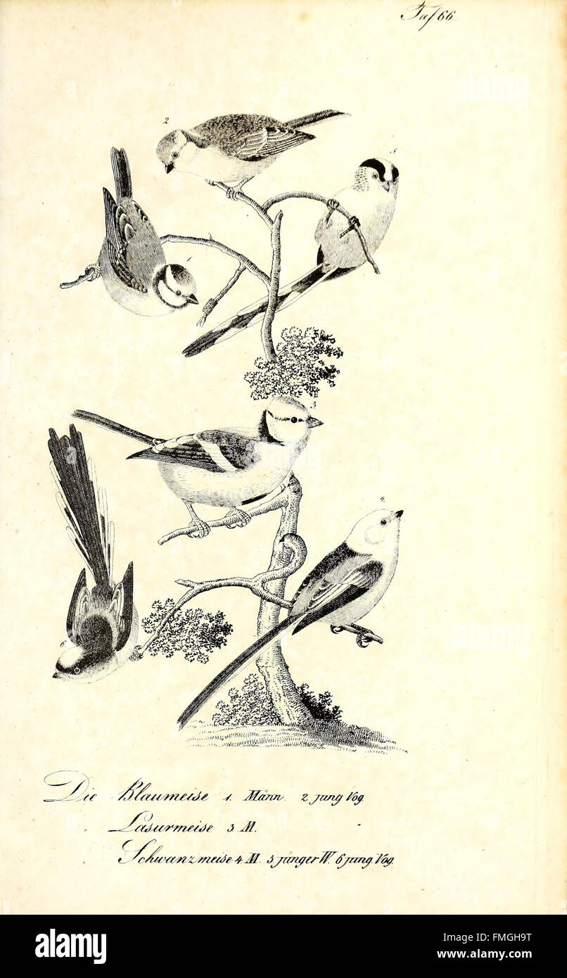 This plate from 'Die Naturgeschichte' provides detailed, accurate ...