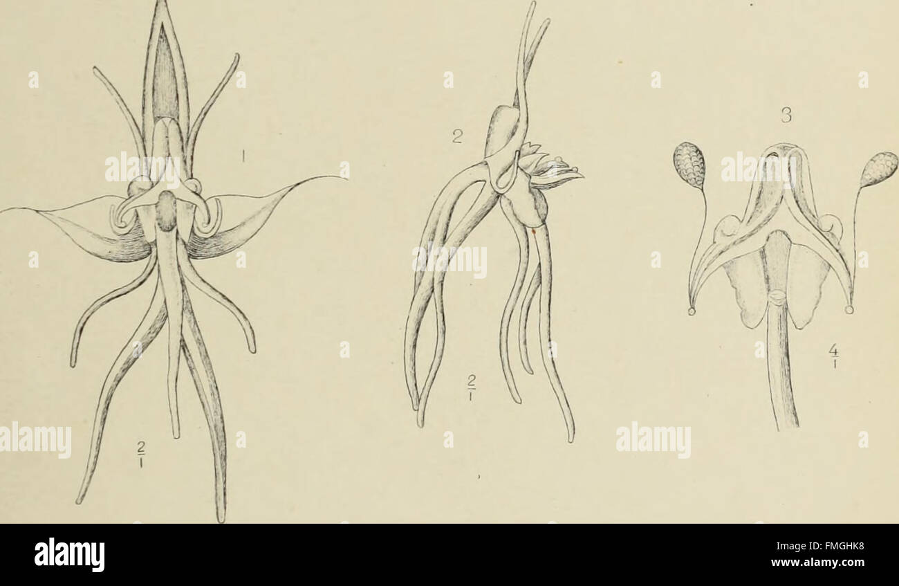 'Die Orchideen von Java' (1905) explores the diverse orchid species ...