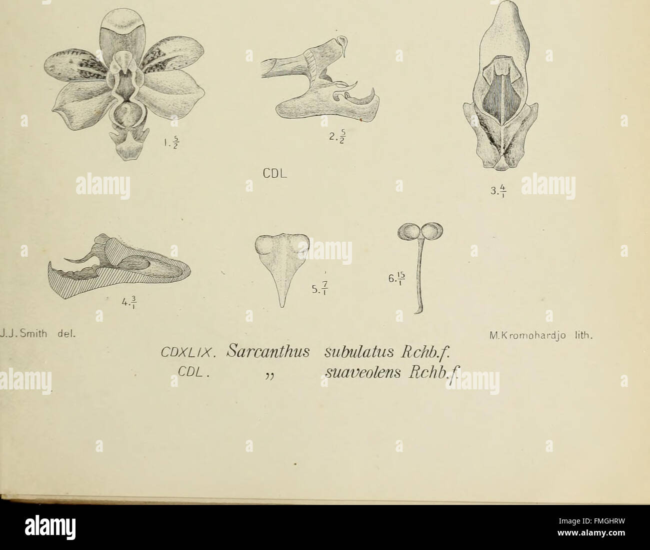 Comprehensive study of orchid morphology hi-res stock photography and ...