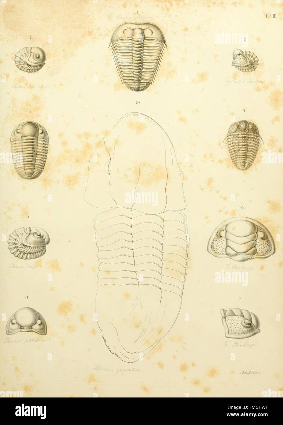 Tab. III from 'Die Organisation der Trilobiten' explores the structure ...
