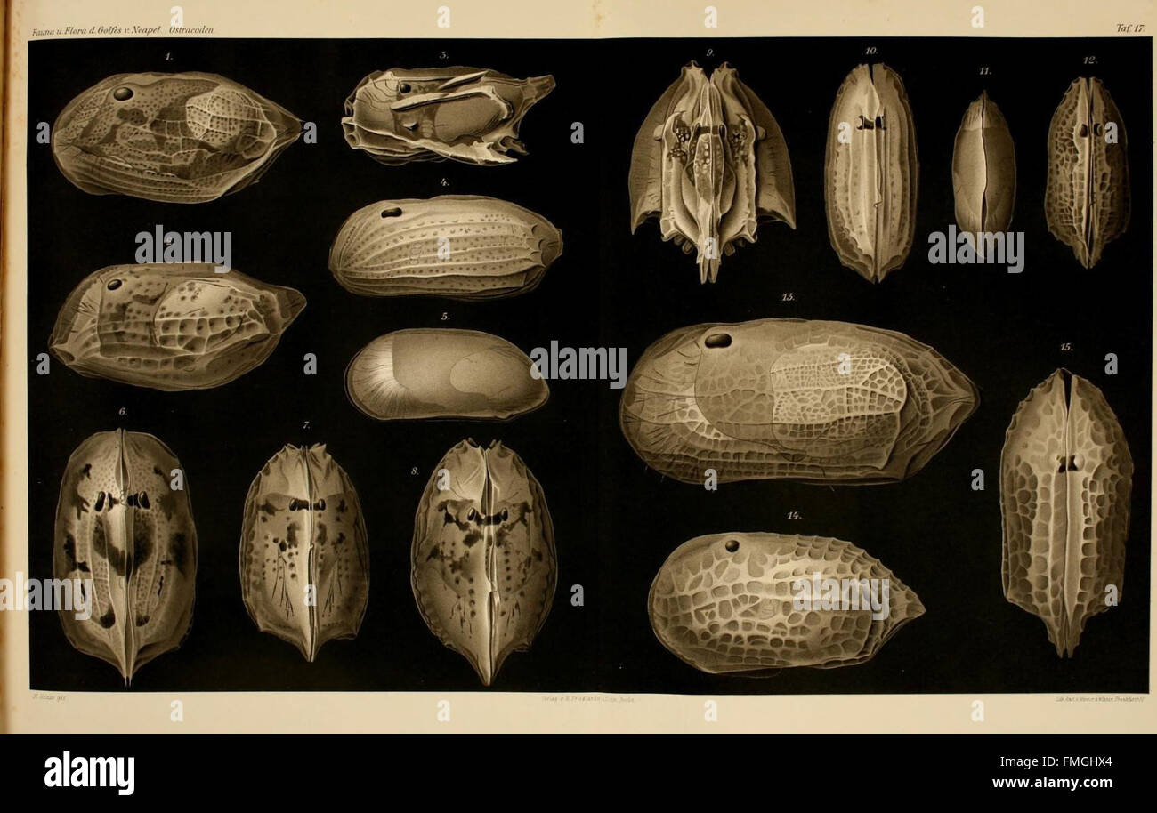 Species of marine ostracod hi-res stock photography and images - Alamy