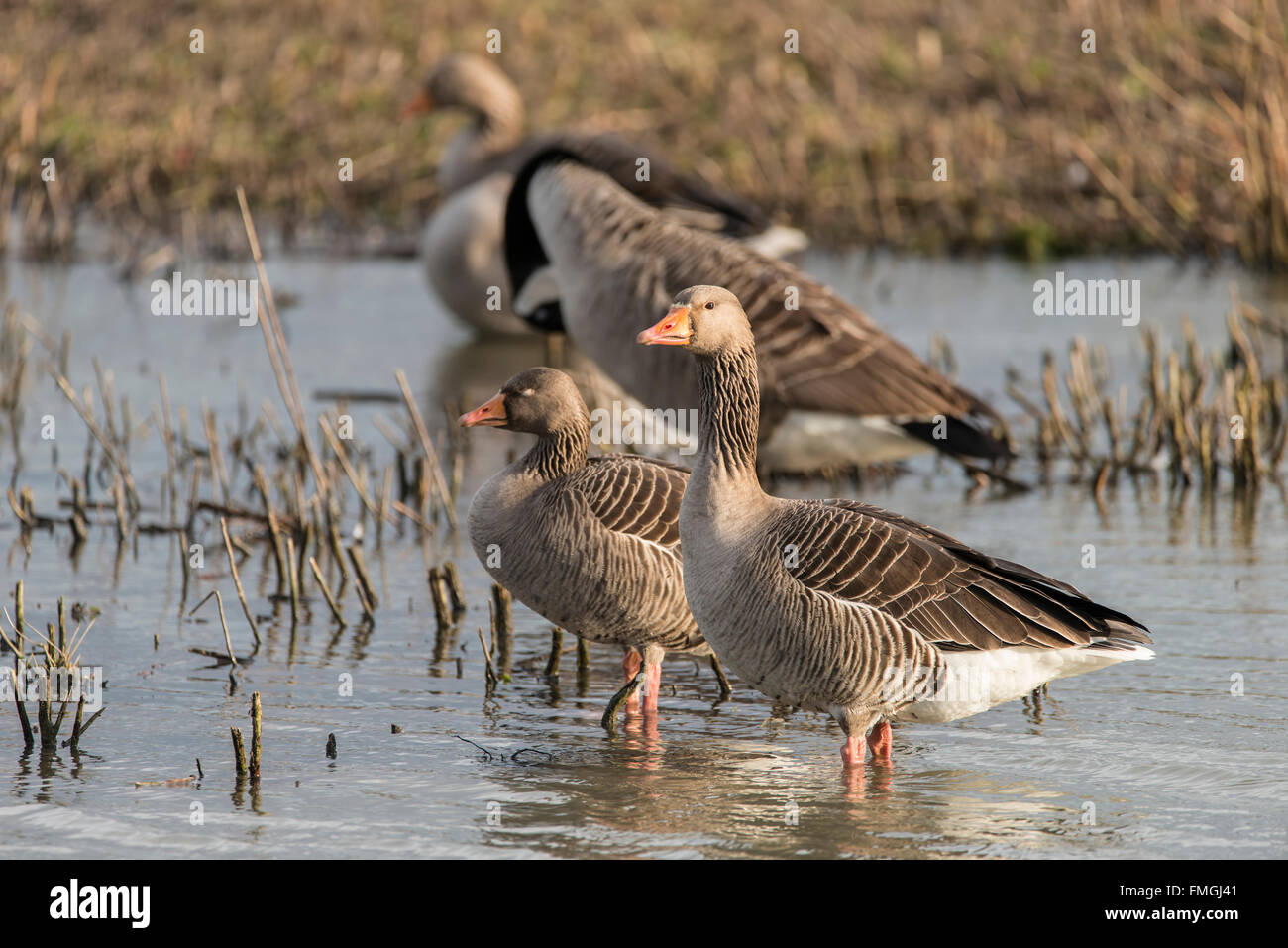 Beautiful greylag goose Anser Anser in wetlands landscape Stock Photo ...