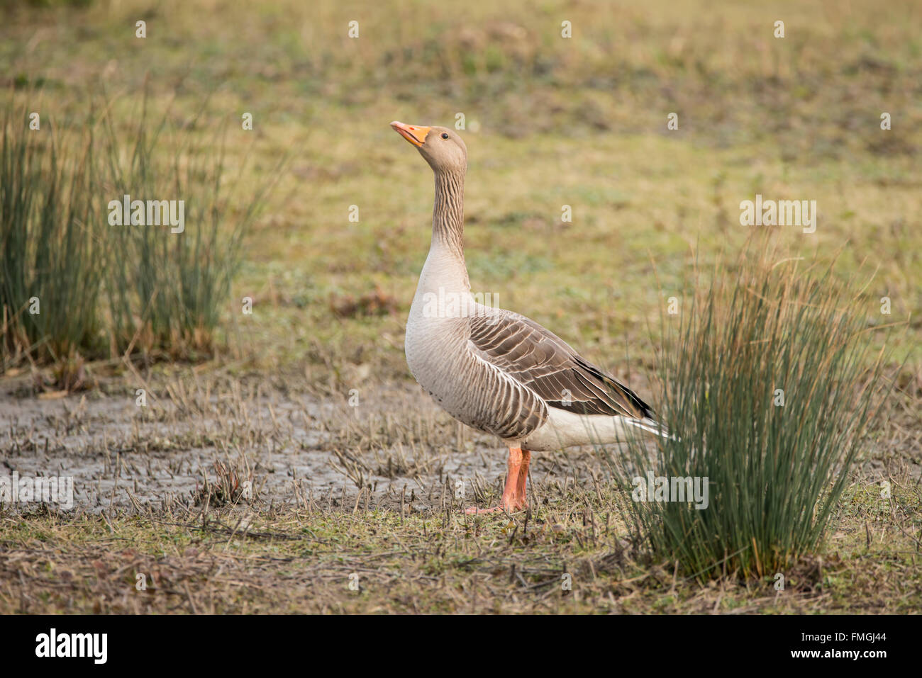 Beautiful greylag goose Anser Anser in wetlands landscape Stock Photo ...