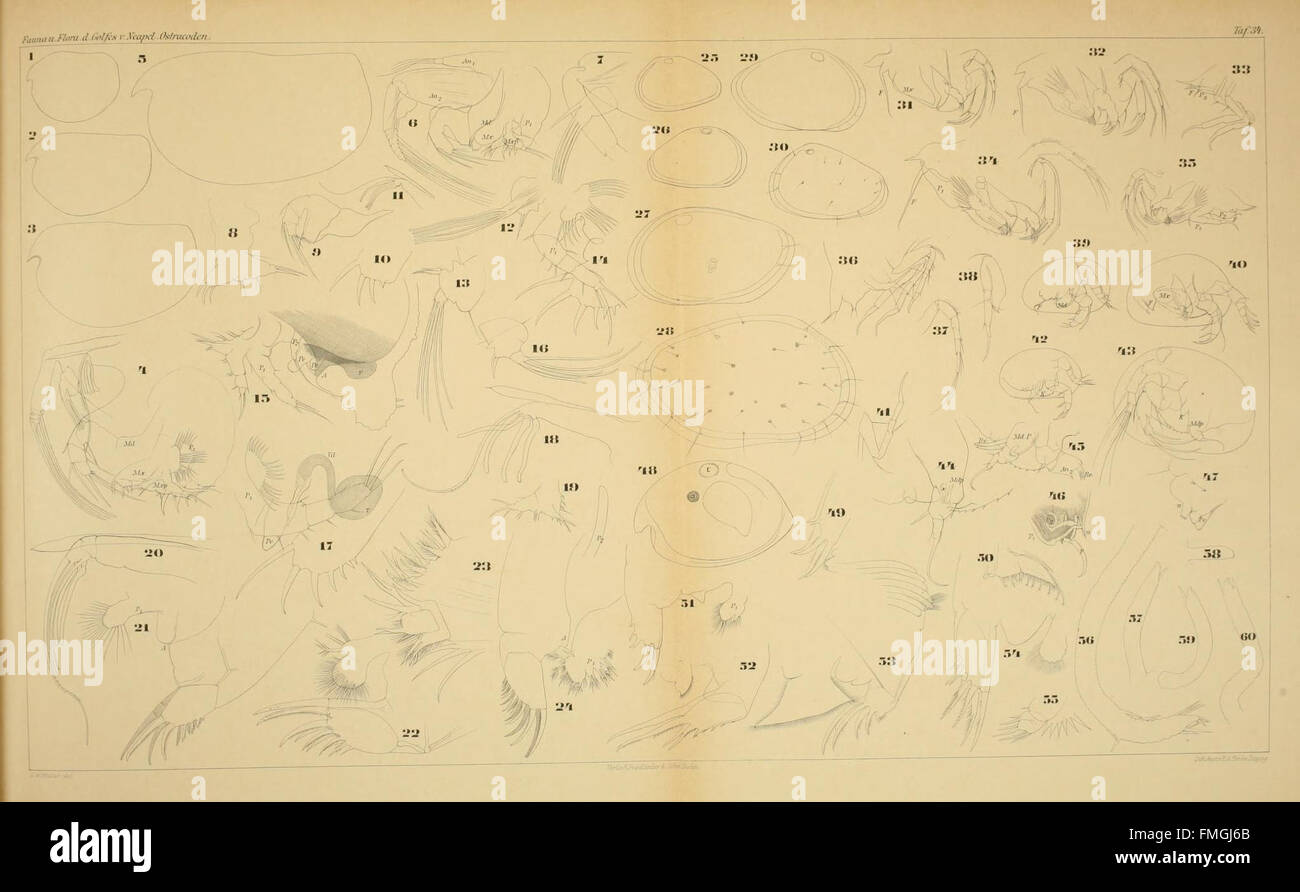 Plate 34 from 'Die Ostracoden des Golfs von Neapel' showcases ostracods ...