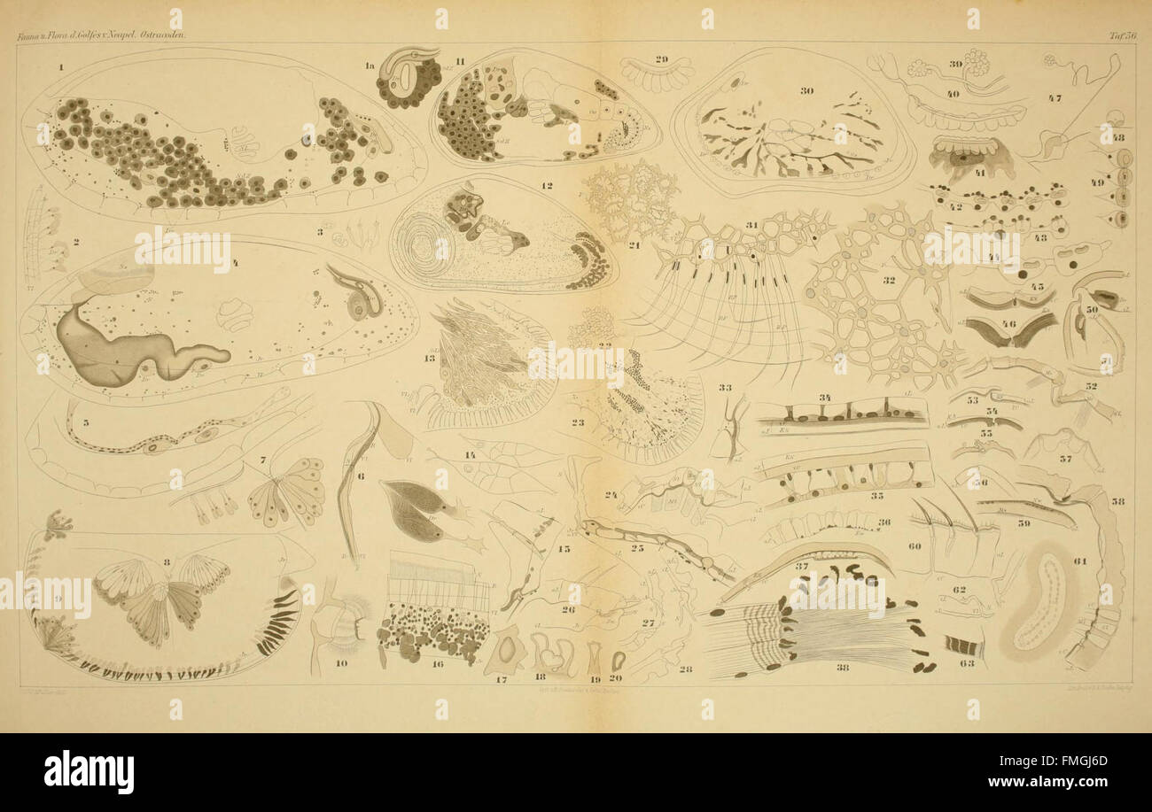 Plate 36 of 'Die Ostracoden des Golfes von Neapel' presents detailed ...