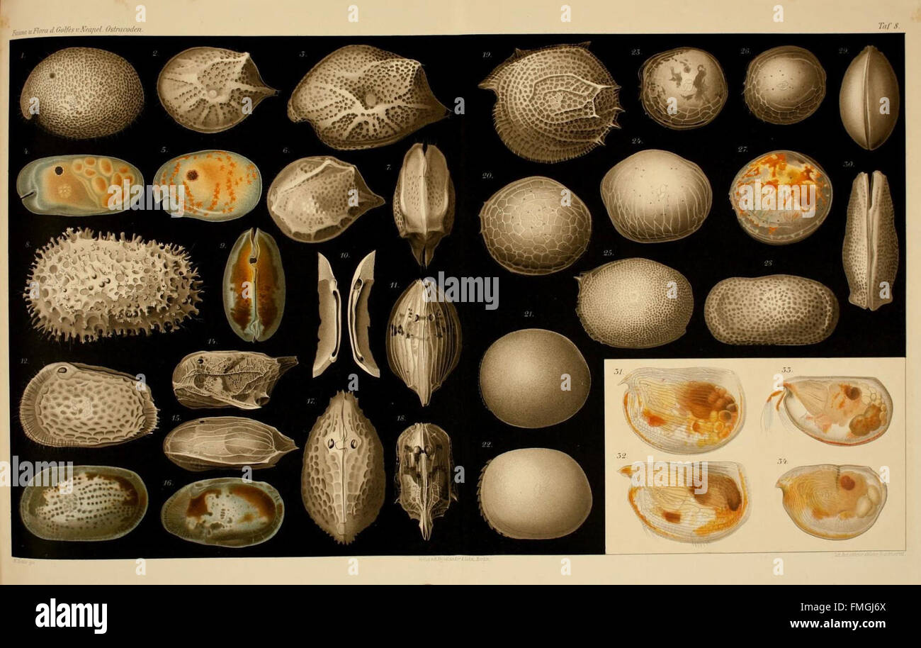 Plate 8 from 'Die Ostracoden des Golfes von Neapel' presents detailed illustrations of ostracods ...