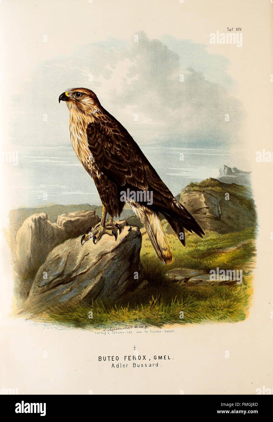 Plate XIV from 'Die Raubvögel Deutschlands' focuses on the raptors of ...