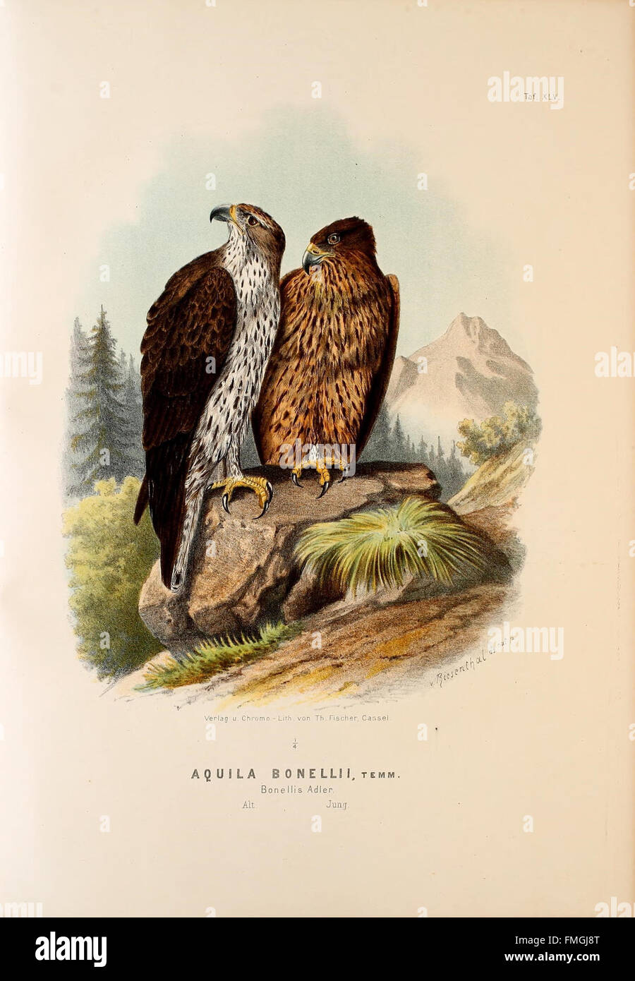 Plate XLV from 'Die Raubvögel Deutschlands und des angrenzenden ...