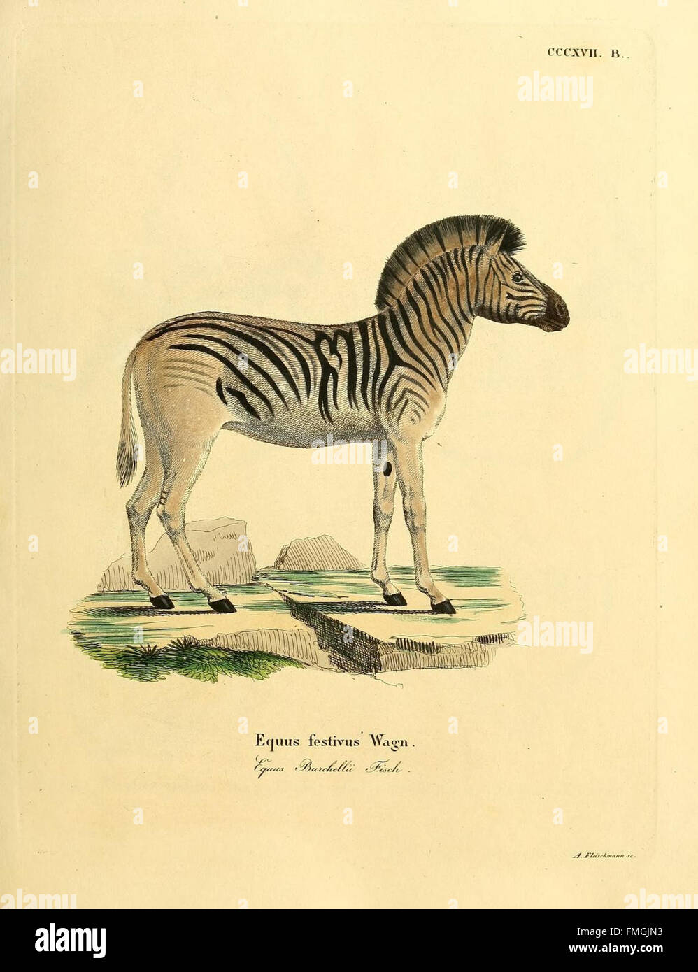 This German work features illustrations of animals from nature ...