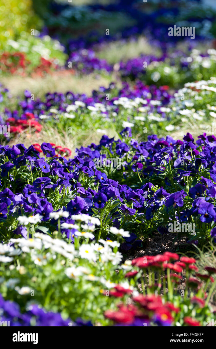 Parterre of temperate flowers in a garden Stock Photo - Alamy