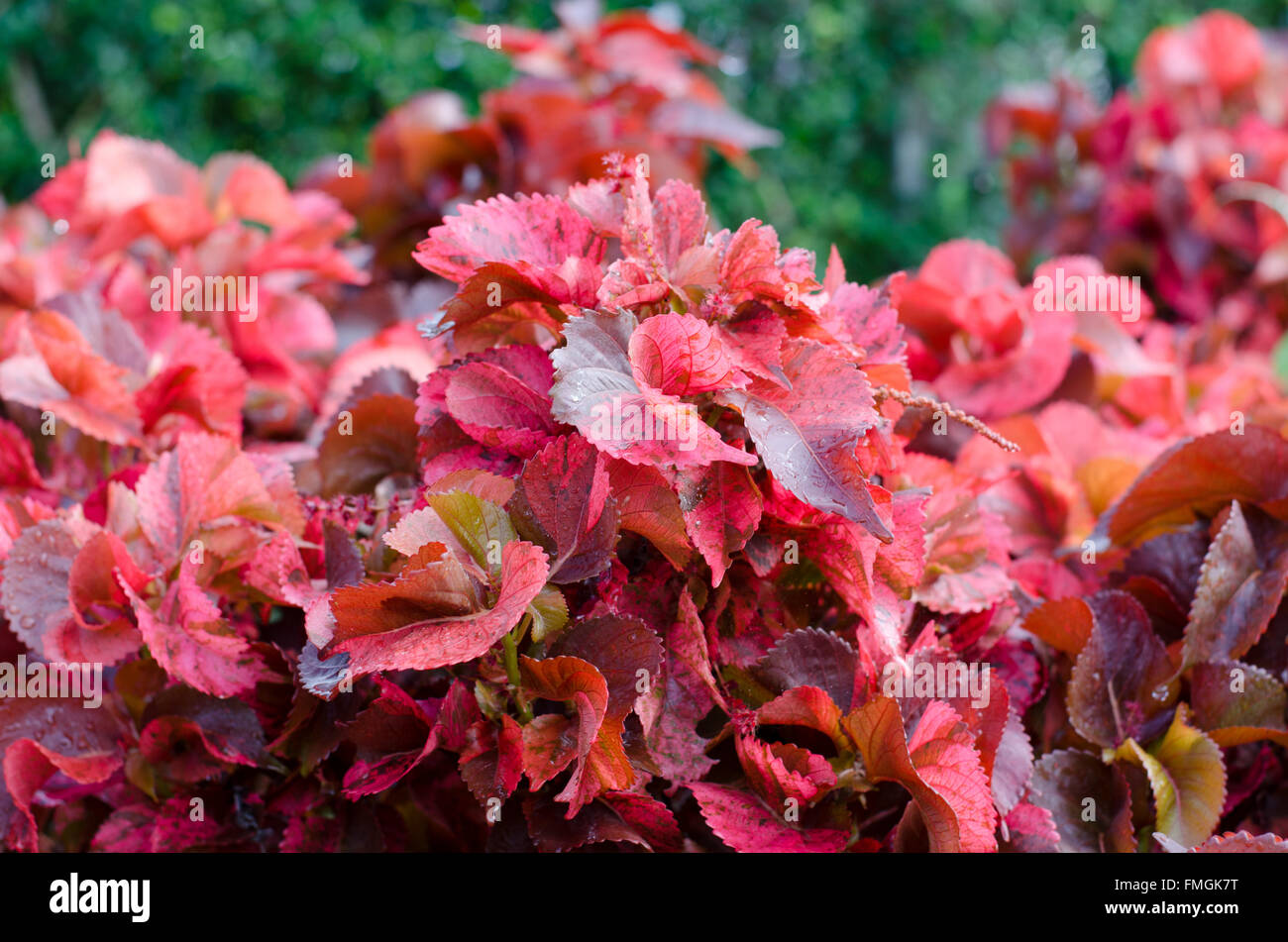Copper leaf or Emilia sonchifolia DC Stock Photo - Alamy