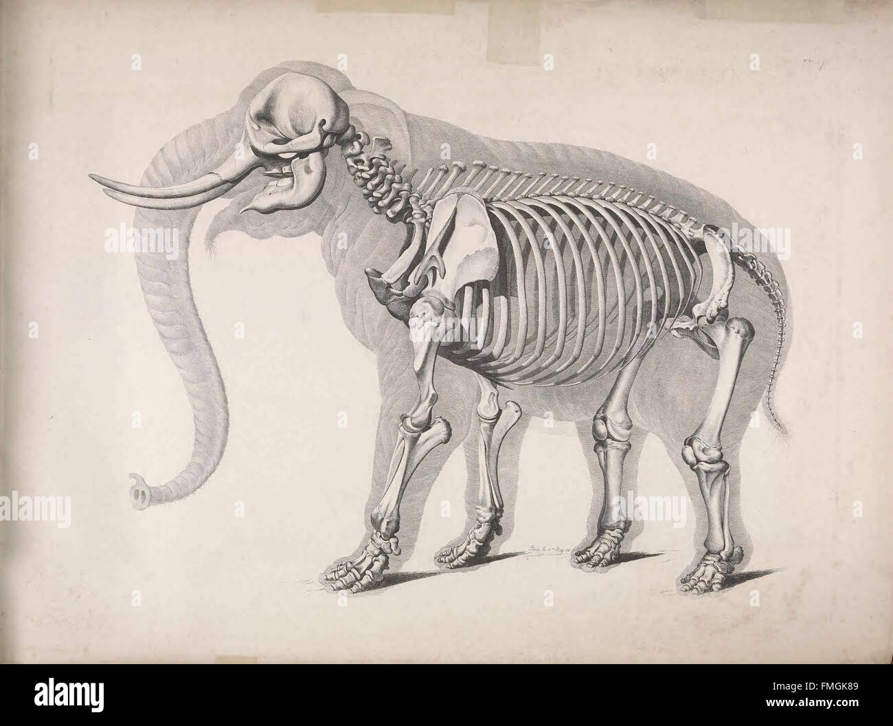 Plate I from *Die Vergleichende Osteologie* shows the comparative study ...
