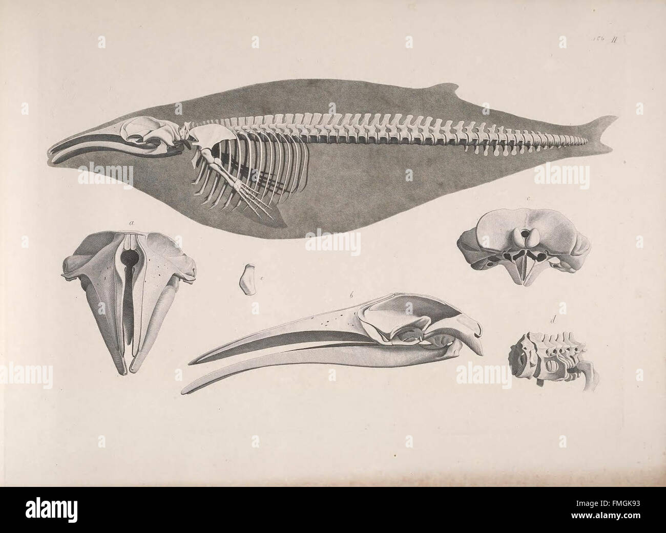 'Die vergleichende Osteologie' presents comparative osteology, with ...