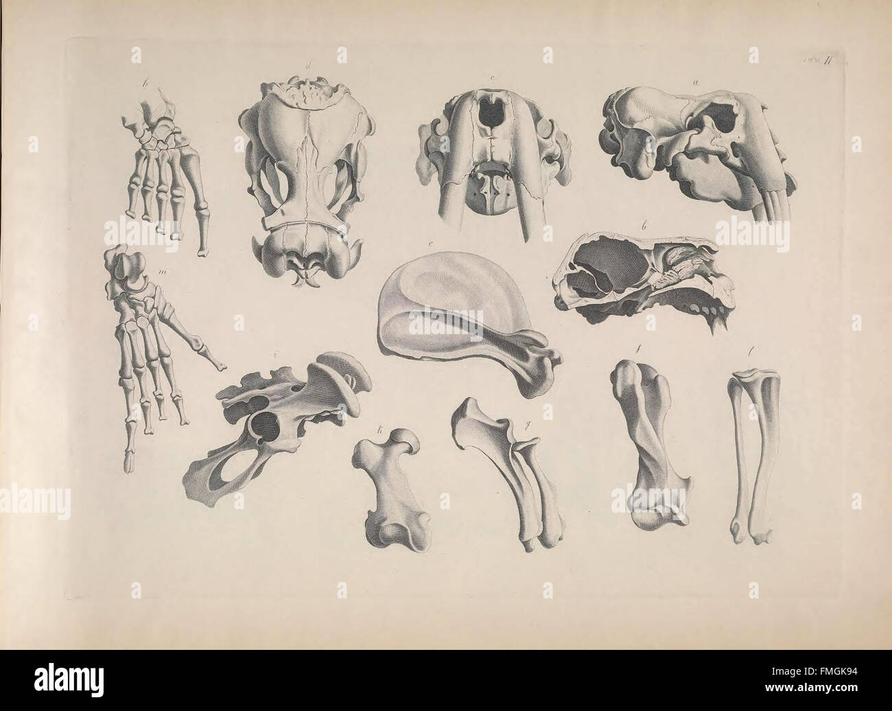 Skeletal structures across species hi-res stock photography and images ...
