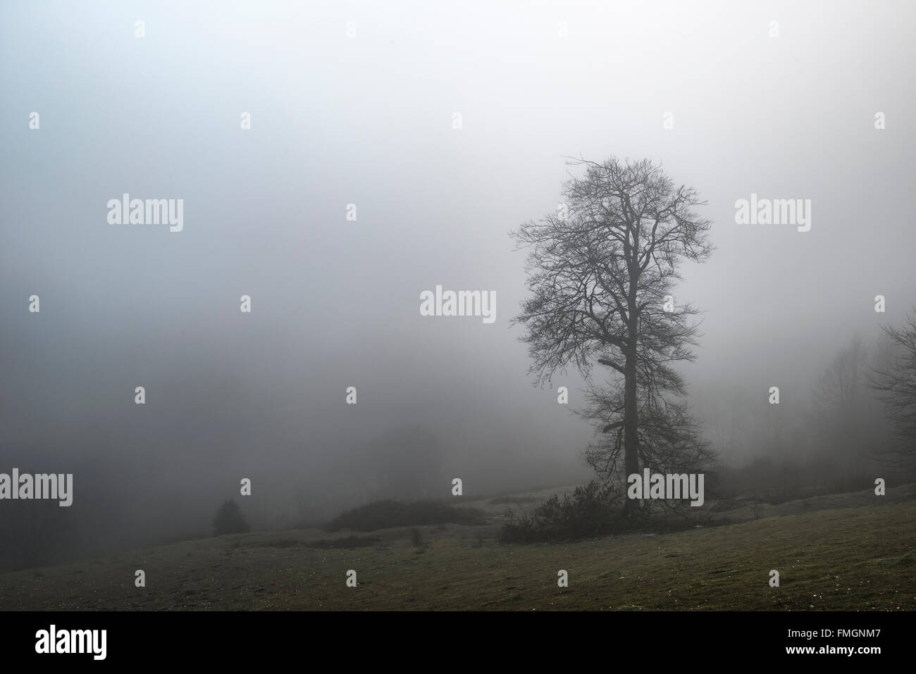 Dramatic moody foggy forest landscape Spring Autumn Fall Stock Photo ...
