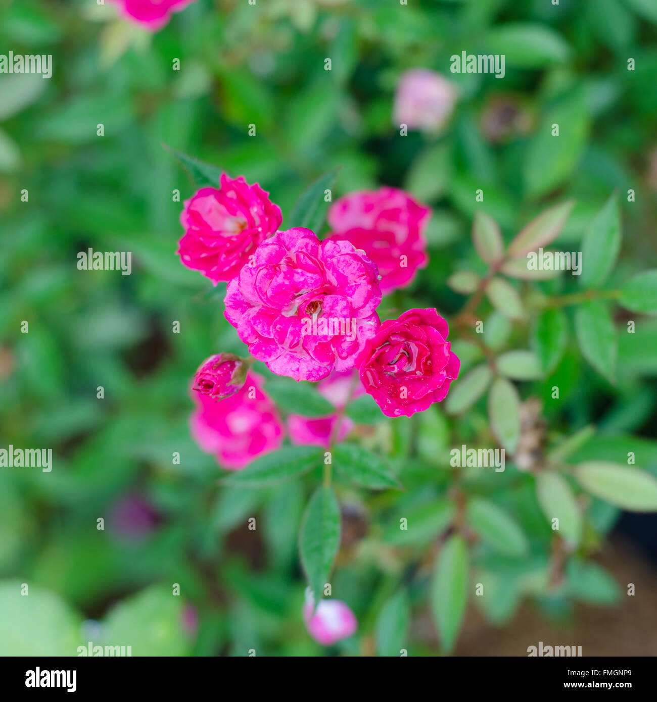 Fairy rose blossom on tree Stock Photo - Alamy