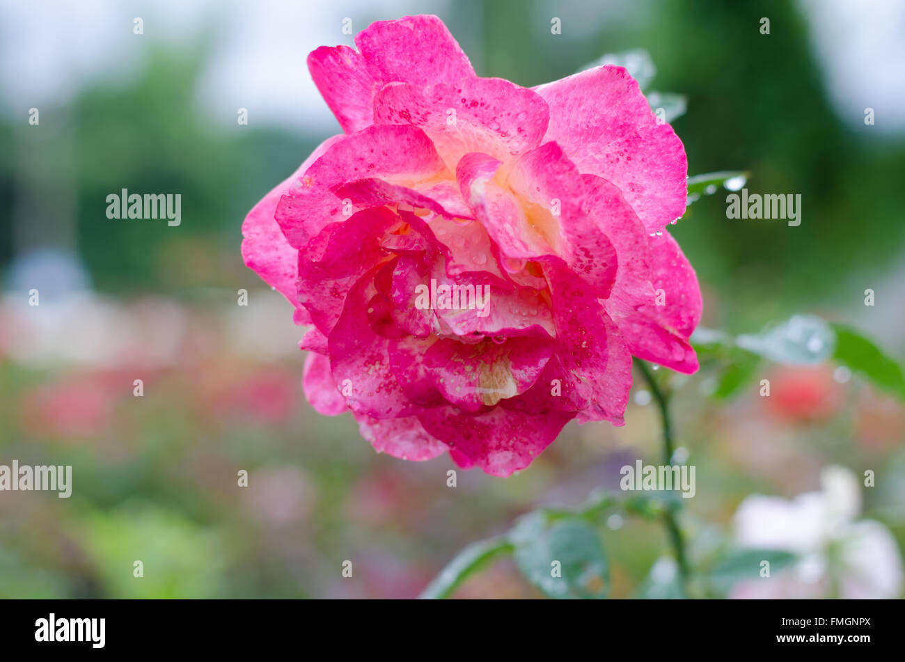 Rose rain drop hi-res stock photography and images - Alamy