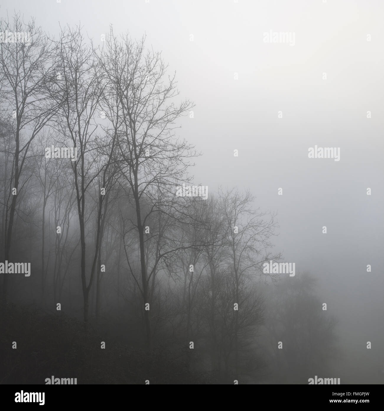 Dramatic moody foggy forest landscape Spring Autumn Fall Stock Photo ...